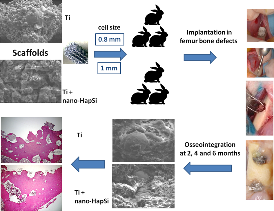 Osseointegration of titanium scaffolds manufactured by selective laser ...