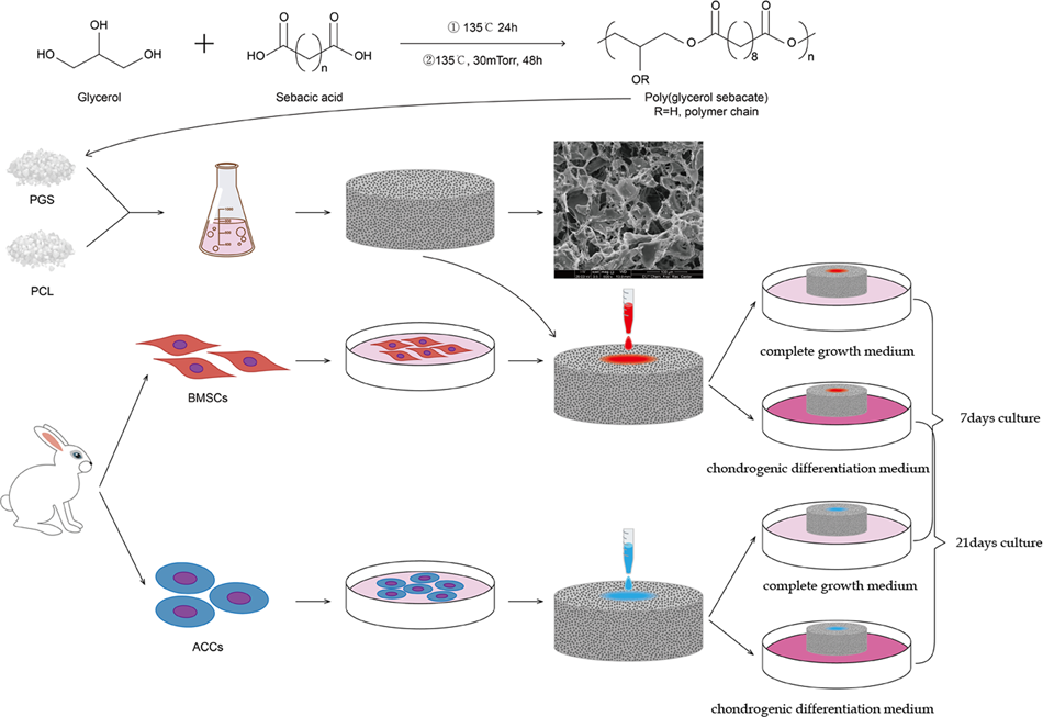 Biomimetic poly(glycerol sebacate)/polycaprolactone blend scaffolds for ...