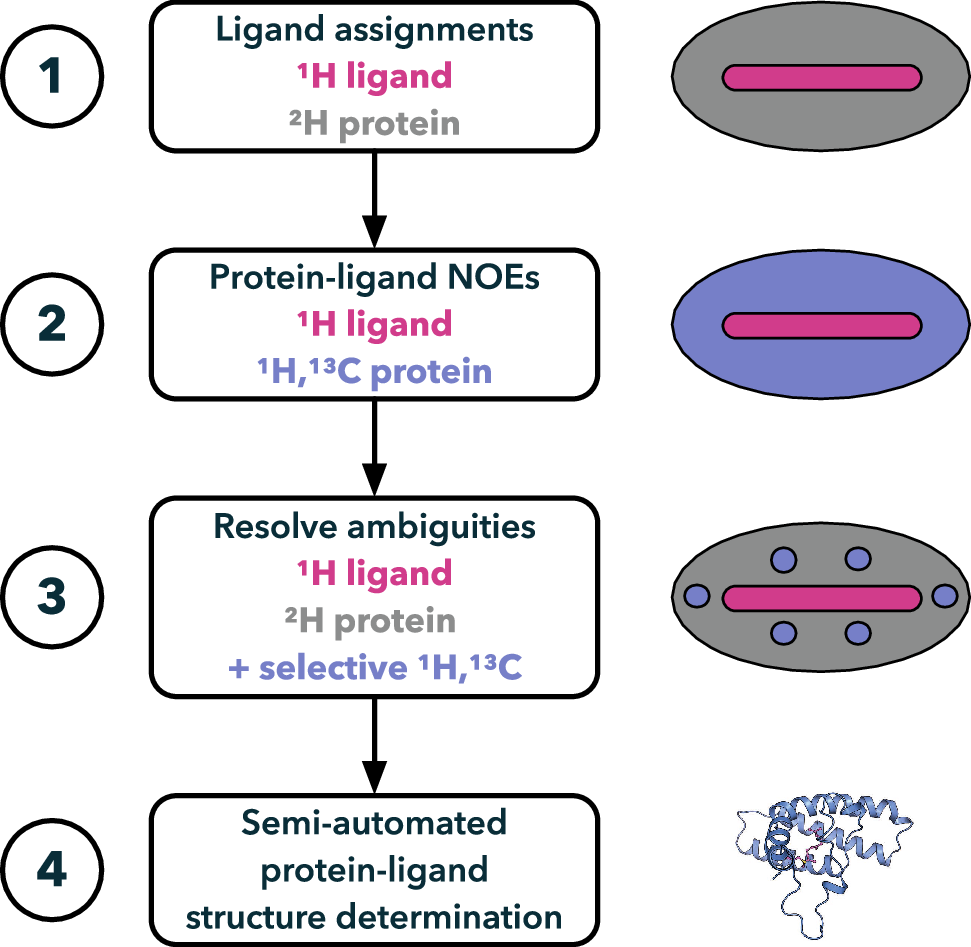 Selective isotope labeling for NMR structure determination of proteins ...