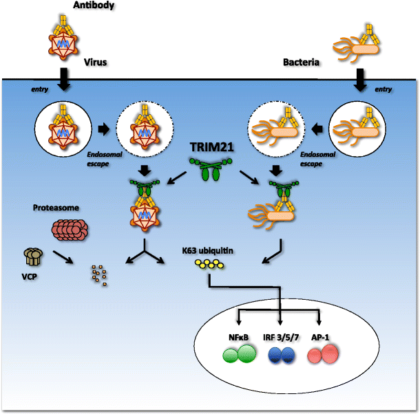 Intracellular Antibody Immunity | SpringerLink