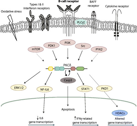 Protein Kinase C δ: a Gatekeeper of Immune Homeostasis | SpringerLink