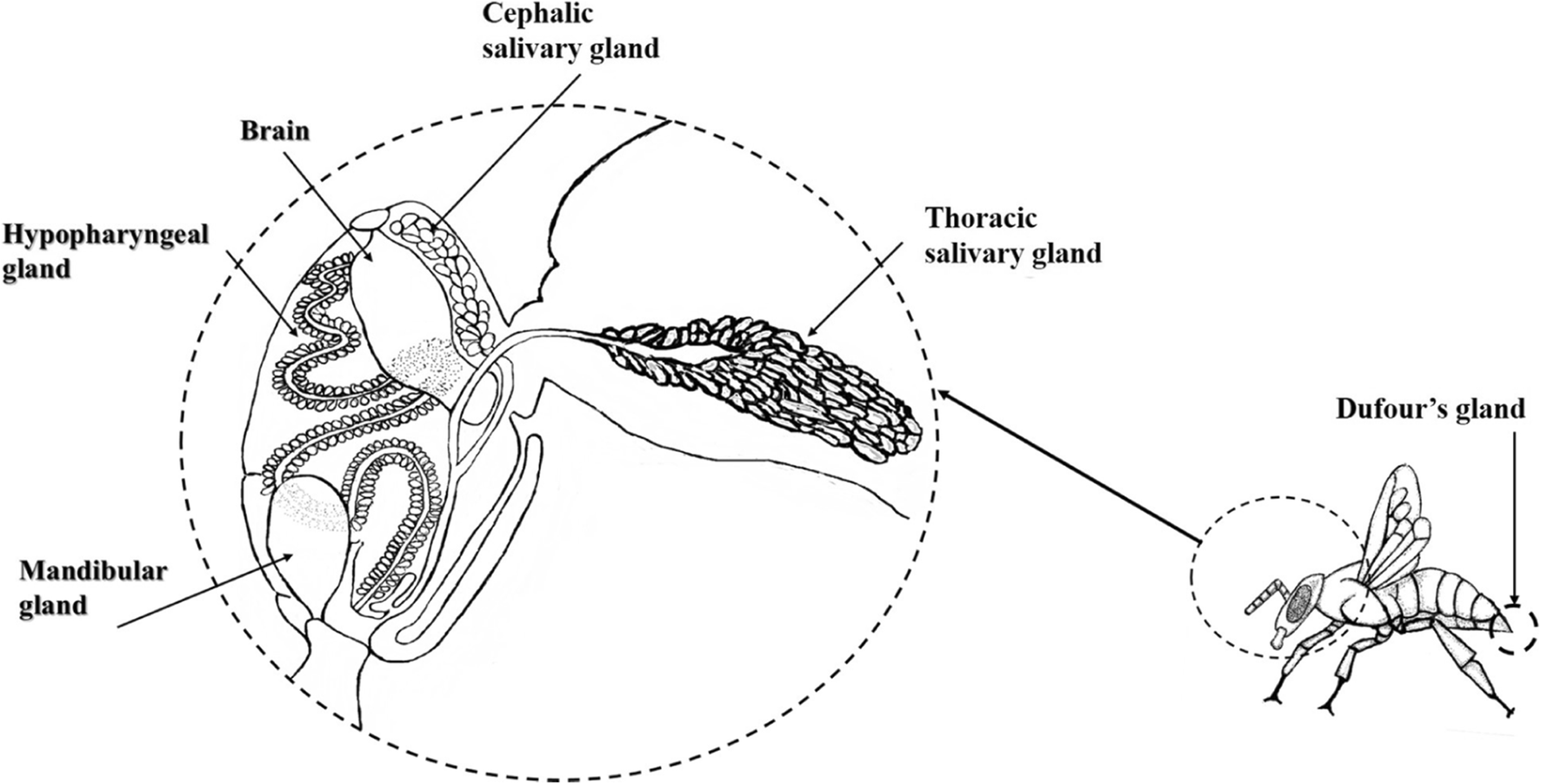 Is the Salivary Gland Associated with Honey Bee Recognition Compounds ...