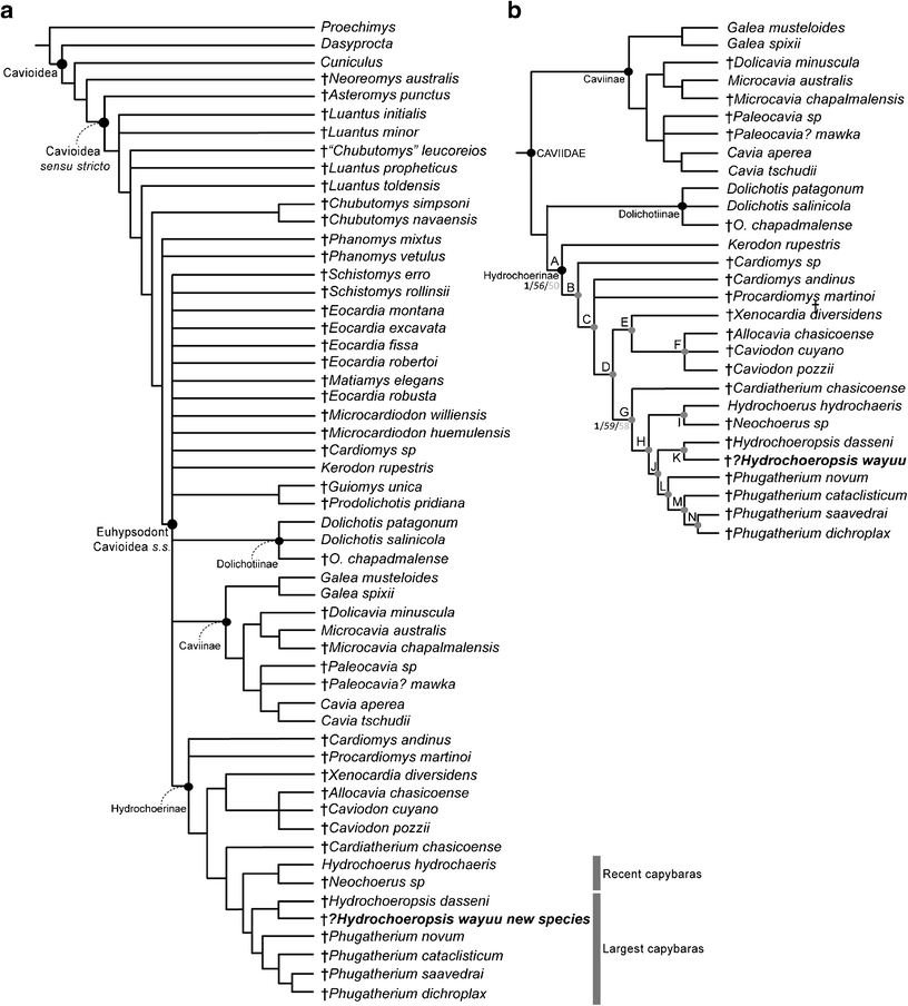 A New Pliocene Capybara (Rodentia, Caviidae) from Northern South ...