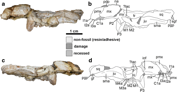 The Skull of Epidolops ameghinoi from the Early Eocene Itaboraí Fauna ...