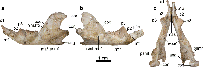 The Skull of Epidolops ameghinoi from the Early Eocene Itaboraí Fauna ...