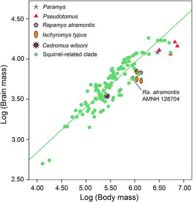 New Virtual Endocasts of Eocene Ischyromyidae and Their Relevance in ...