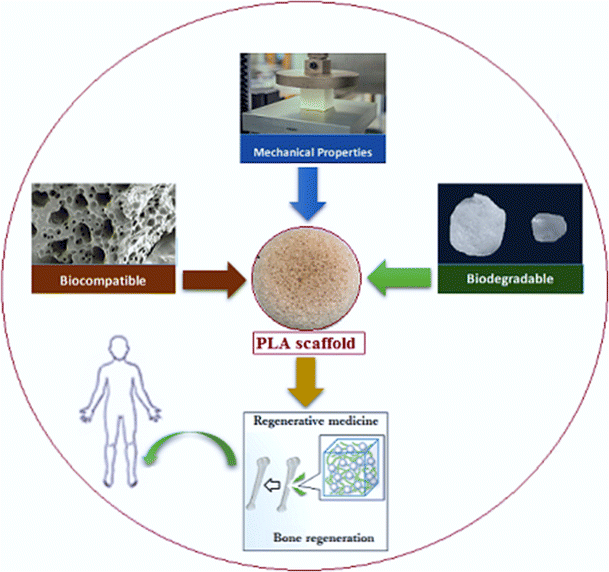 Biodegradable poly(lactic acid)-based scaffolds: synthesis and ...