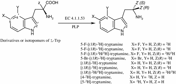 Enzymatic synthesis of tryptamine and its halogen derivatives ...