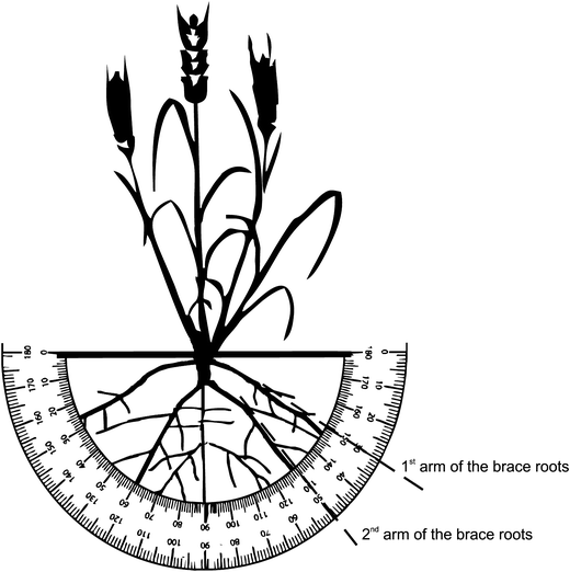 Phosphorus uptake efficiency, root morphology and architecture in ...