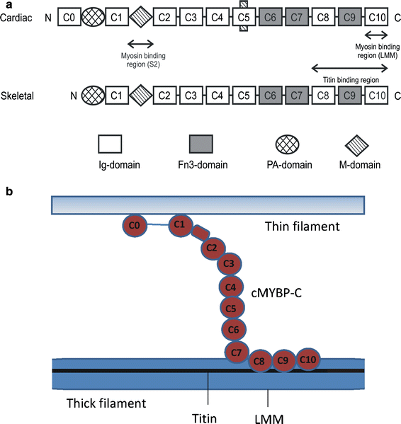 Axial distribution of myosin binding protein-C is unaffected by mutations in human cardiac and ...