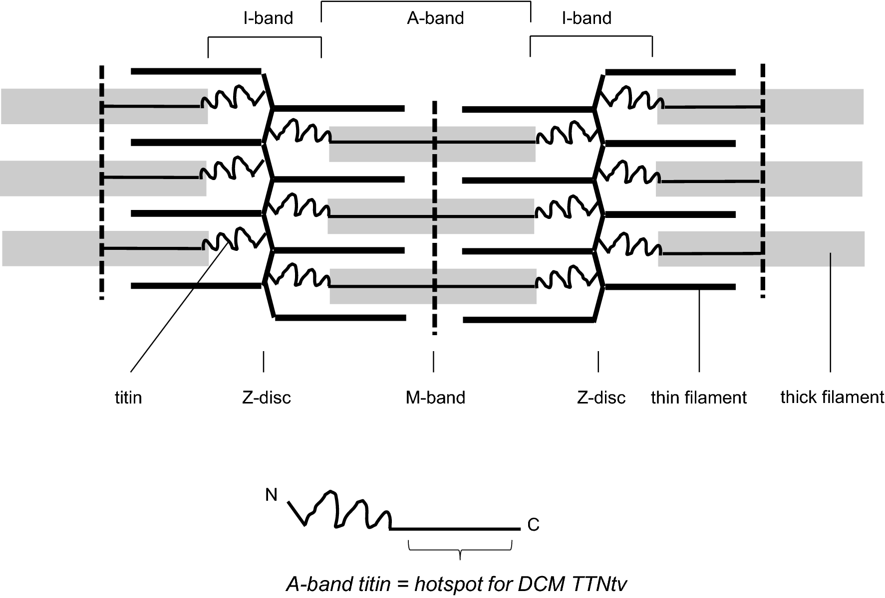 The giant titin: how to evaluate its role in cardiomyopathies ...