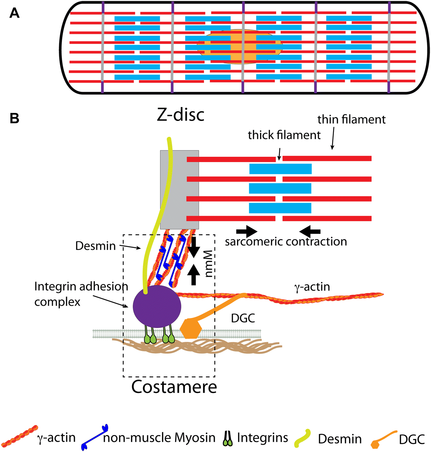 Costameres, dense plaques and podosomes: the cell matrix adhesions in ...