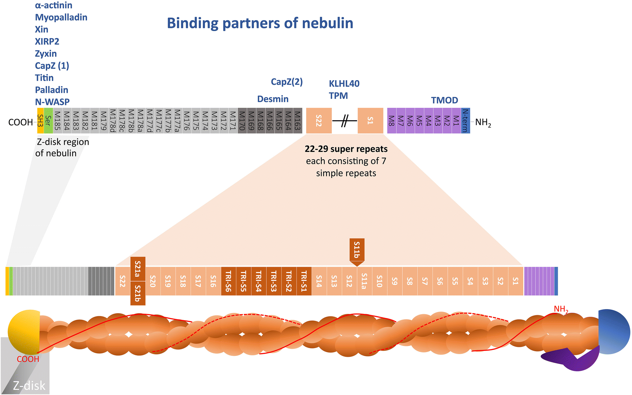 Nebulin: big protein with big responsibilities | SpringerLink