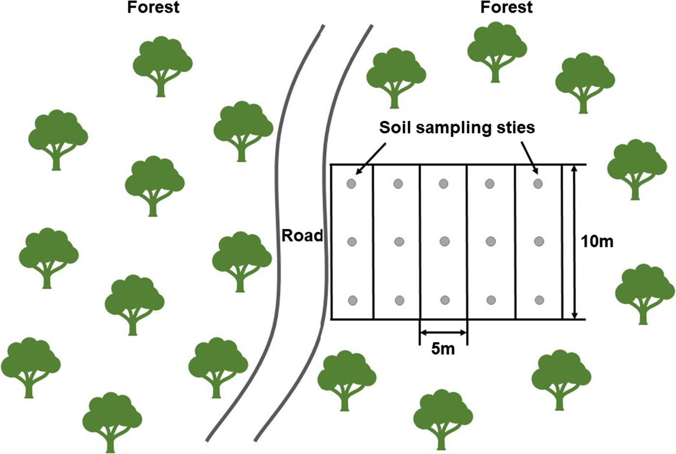 Quantifying the effects of road width on roadside vegetation and soil ...