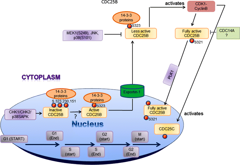 Phosphatases and kinases regulating CDC25 activity in the cell cycle ...