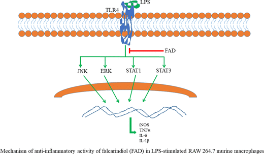 Falcarindiol inhibits LPS-induced inflammation via attenuating MAPK and ...