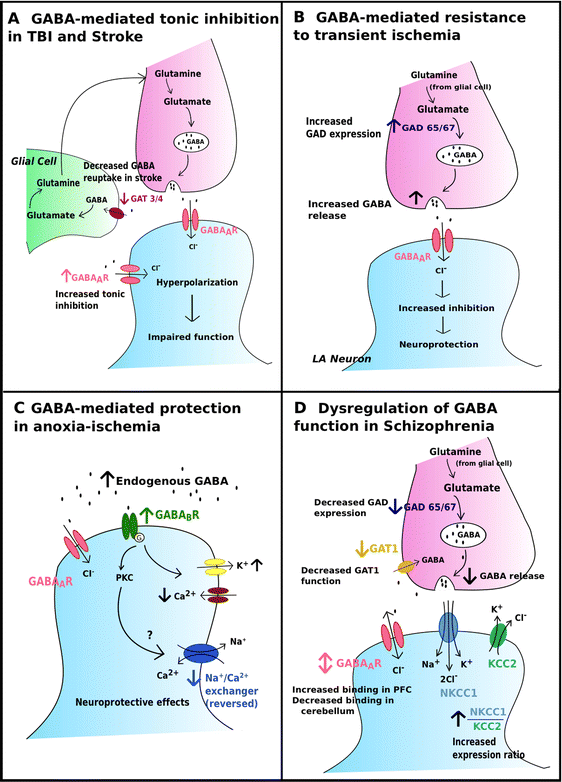 GABA receptors in brain development, function, and injury | SpringerLink