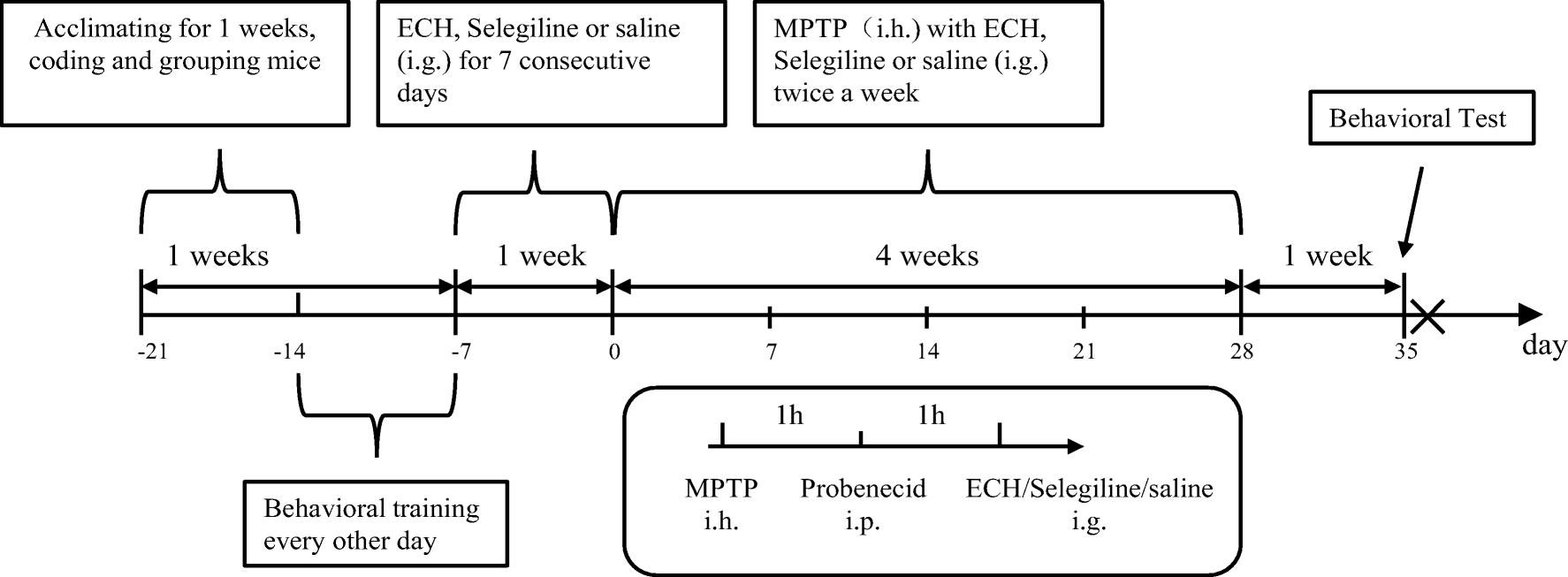 Echinacoside protects against MPTP/MPP+-induced neurotoxicity via ...