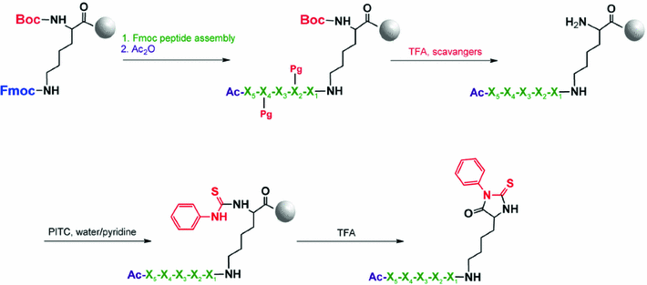 New method of peptide cleavage based on Edman degradation | SpringerLink