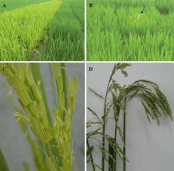 Marker-assisted breeding of a photoperiod-sensitive male sterile ...