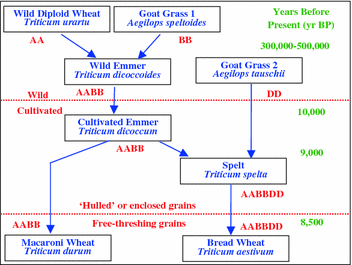 Domestication evolution, genetics and genomics in wheat | SpringerLink