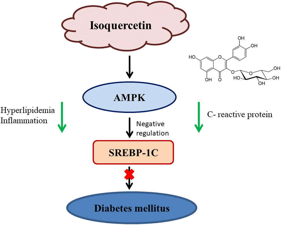 Isoquercetin regulates SREBP-1C via AMPK pathway in skeletal muscle to ...