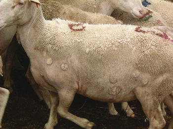 Dermatophytoses in Animals | SpringerLink