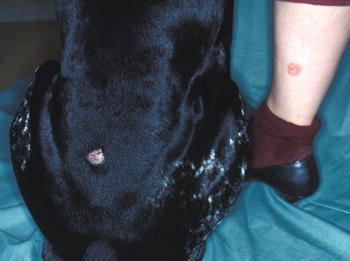 Dermatophytoses in Animals | SpringerLink