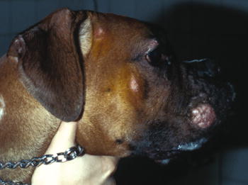 Dermatophytoses in Animals | SpringerLink