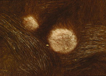 Immunoprophylaxis of Dermatophytosis in Animals | SpringerLink