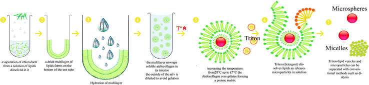 Controlled self assembly of collagen nanoparticle | SpringerLink