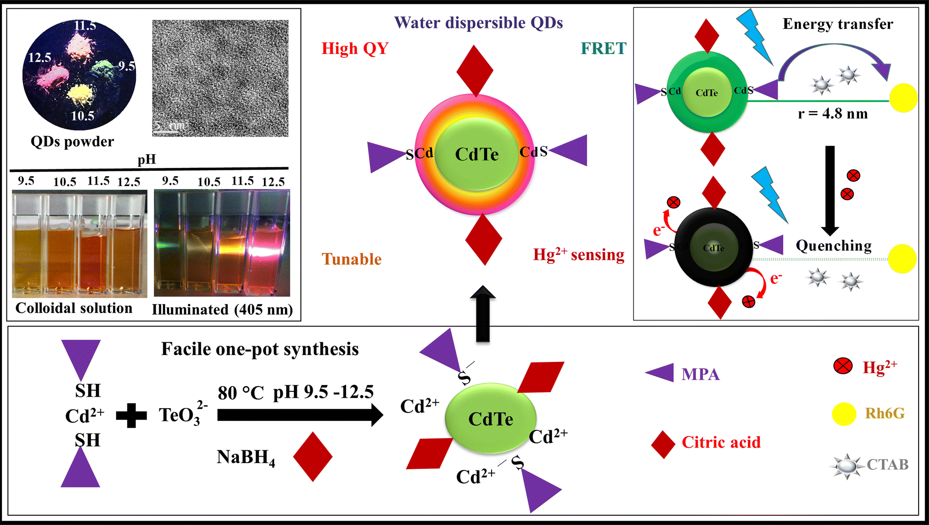 Sensitive detection of mercury using the fluorescence resonance energy ...