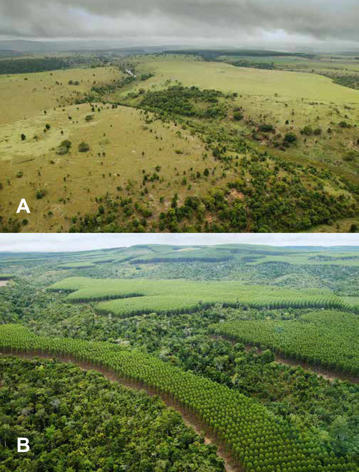 Restoring forests: regeneration and ecosystem function for the future ...