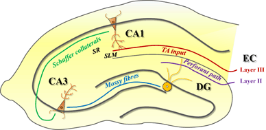 Leptin Regulation of Synaptic Function at Hippocampal TA-CA1 and SC-CA1 Synapses: Implications ...