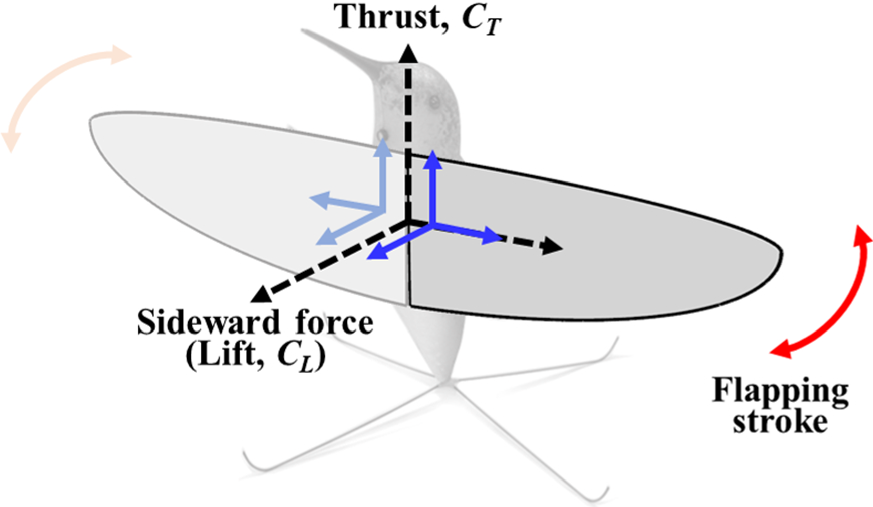Combined co-rotational beam/shell elements for fluid–structure interaction analysis of insect ...