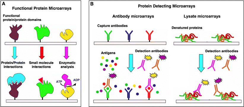 Protein Microarrays: Novel Developments and Applications | SpringerLink