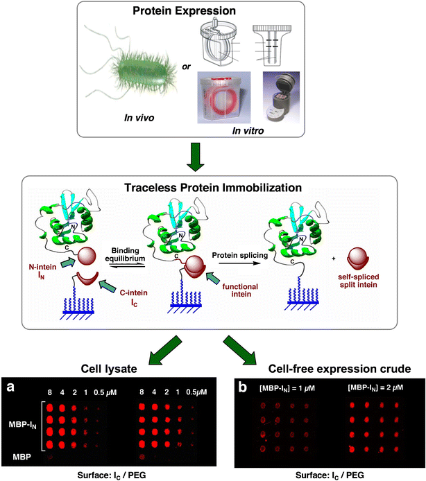 Protein Microarrays: Novel Developments and Applications | SpringerLink