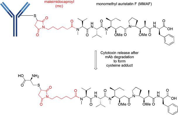 Current ADC Linker Chemistry | SpringerLink