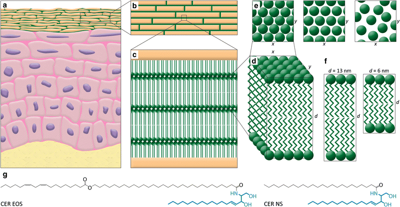 Topically Applied Ceramides Interact with the Stratum Corneum Lipid ...