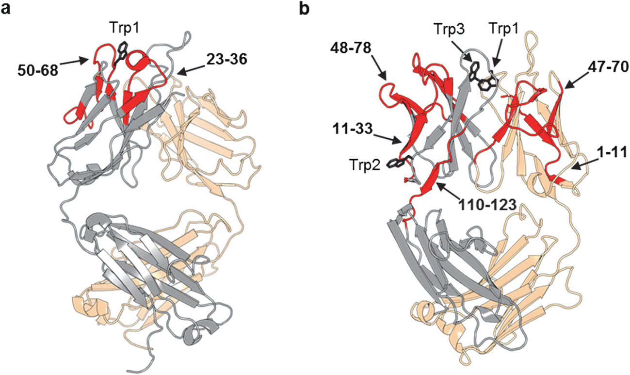 Impact of Tryptophan Oxidation in Complementarity-Determining Regions ...