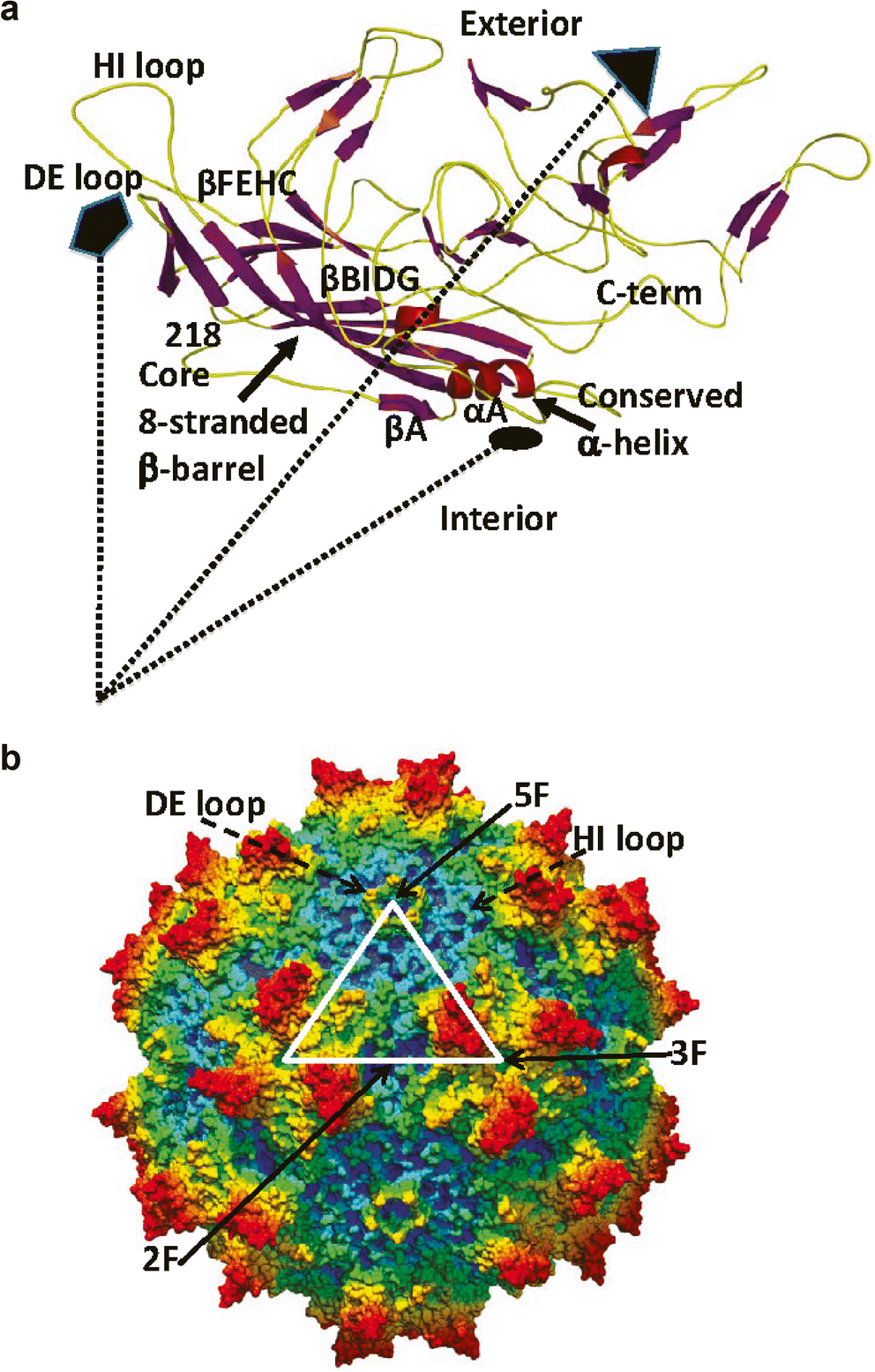 Pharmaceutical Development of AAV-Based Gene Therapy Products for the ...