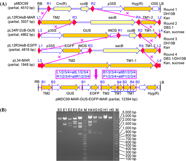 A Gateway-based platform for multigene plant transformation | SpringerLink