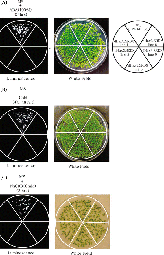 Targeted transcriptional repression using a chimeric TALE-SRDX ...