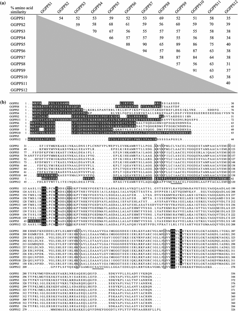 Characterization of the GGPP synthase gene family in Arabidopsis ...