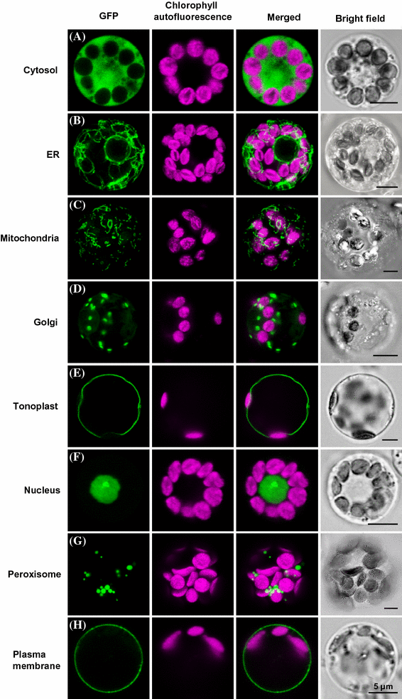 A set of GFP-based organelle marker lines combined with DsRed-based gateway vectors for ...