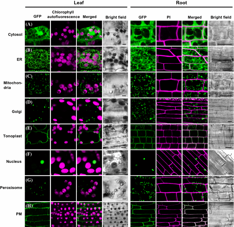 A set of GFP-based organelle marker lines combined with DsRed-based ...