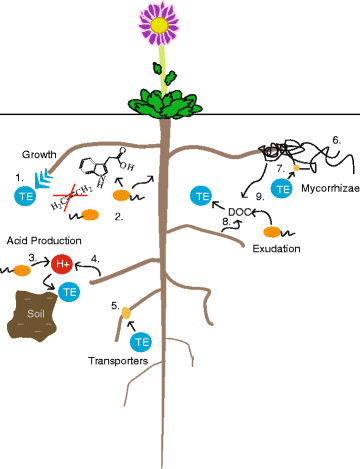 Metallophytes—a view from the rhizosphere | SpringerLink