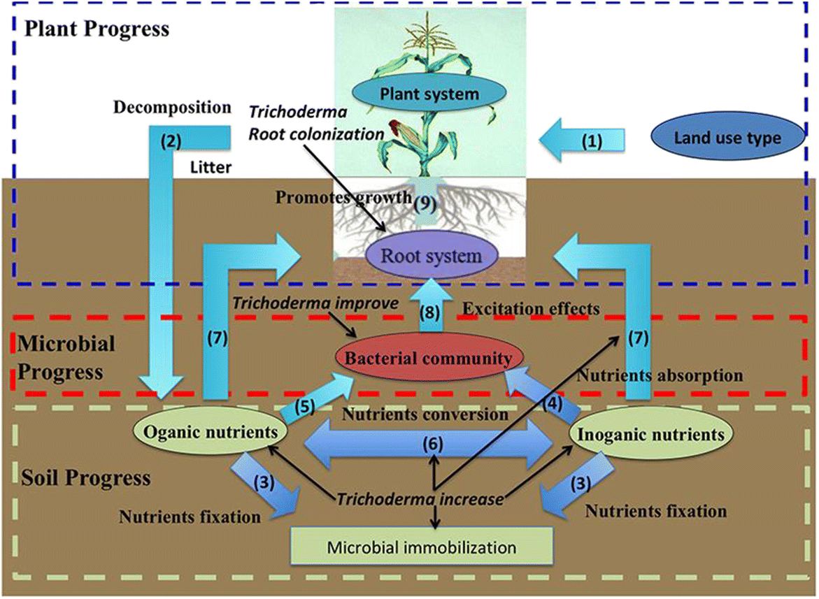Trichoderma affects the physiochemical characteristics and bacterial ...
