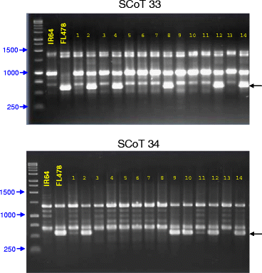 Start Codon Targeted (SCoT) Polymorphism: A Simple, Novel DNA Marker ...