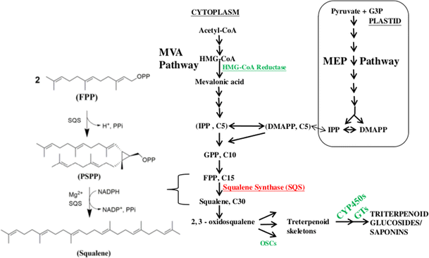 Squalene Synthase Gene from Medicinal Herb Bacopa monniera: Molecular ...